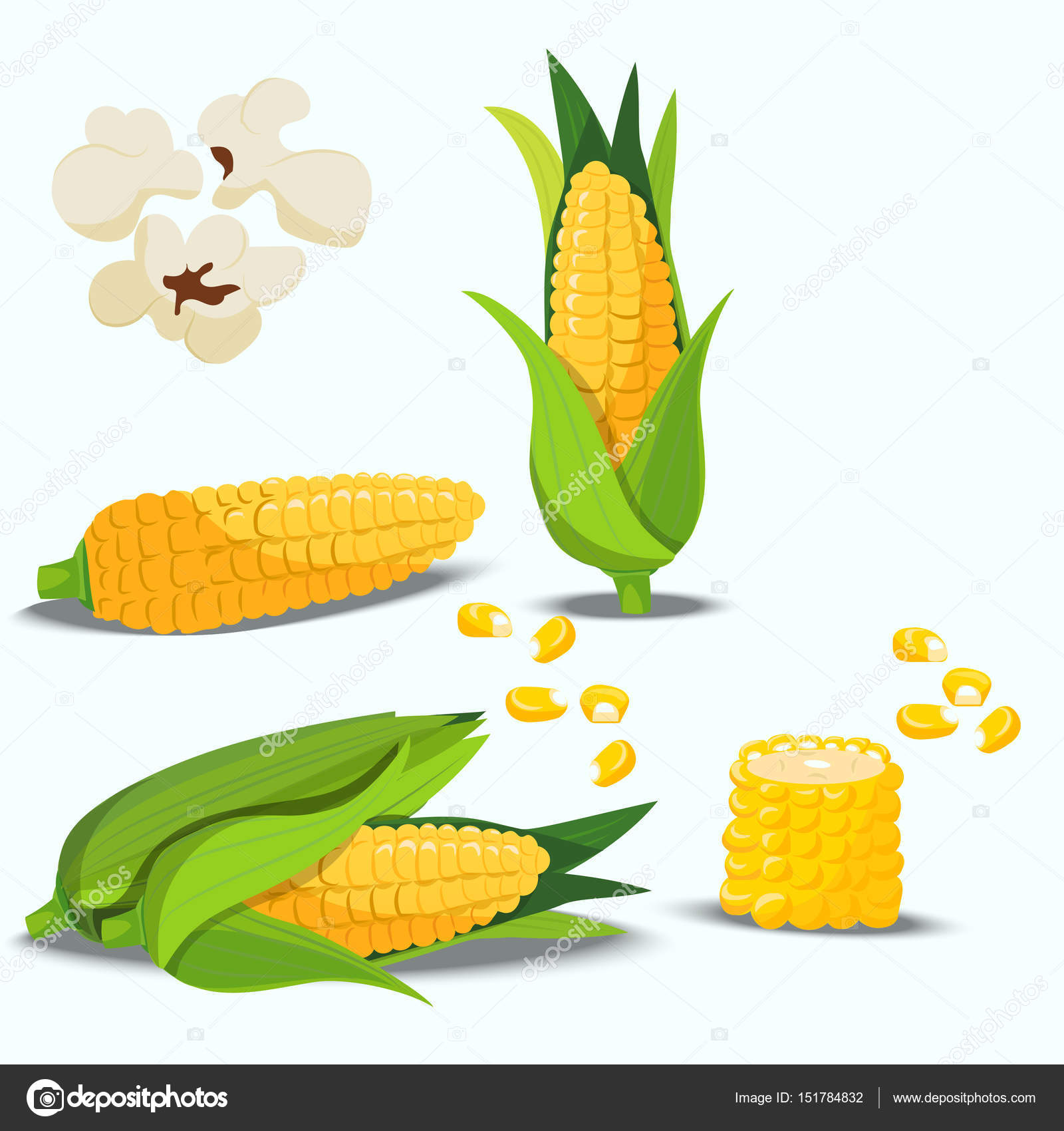 Sweet golden corn Stock Vector Image by ©StellaL #151784832
