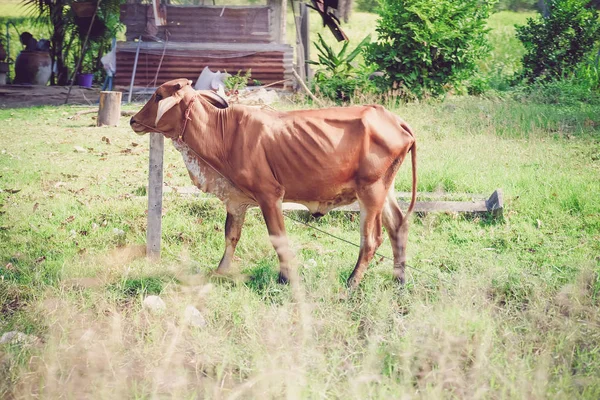 ᐈ Vaca flaca imágenes de stock, fotos vacas flacas | descargar en ...