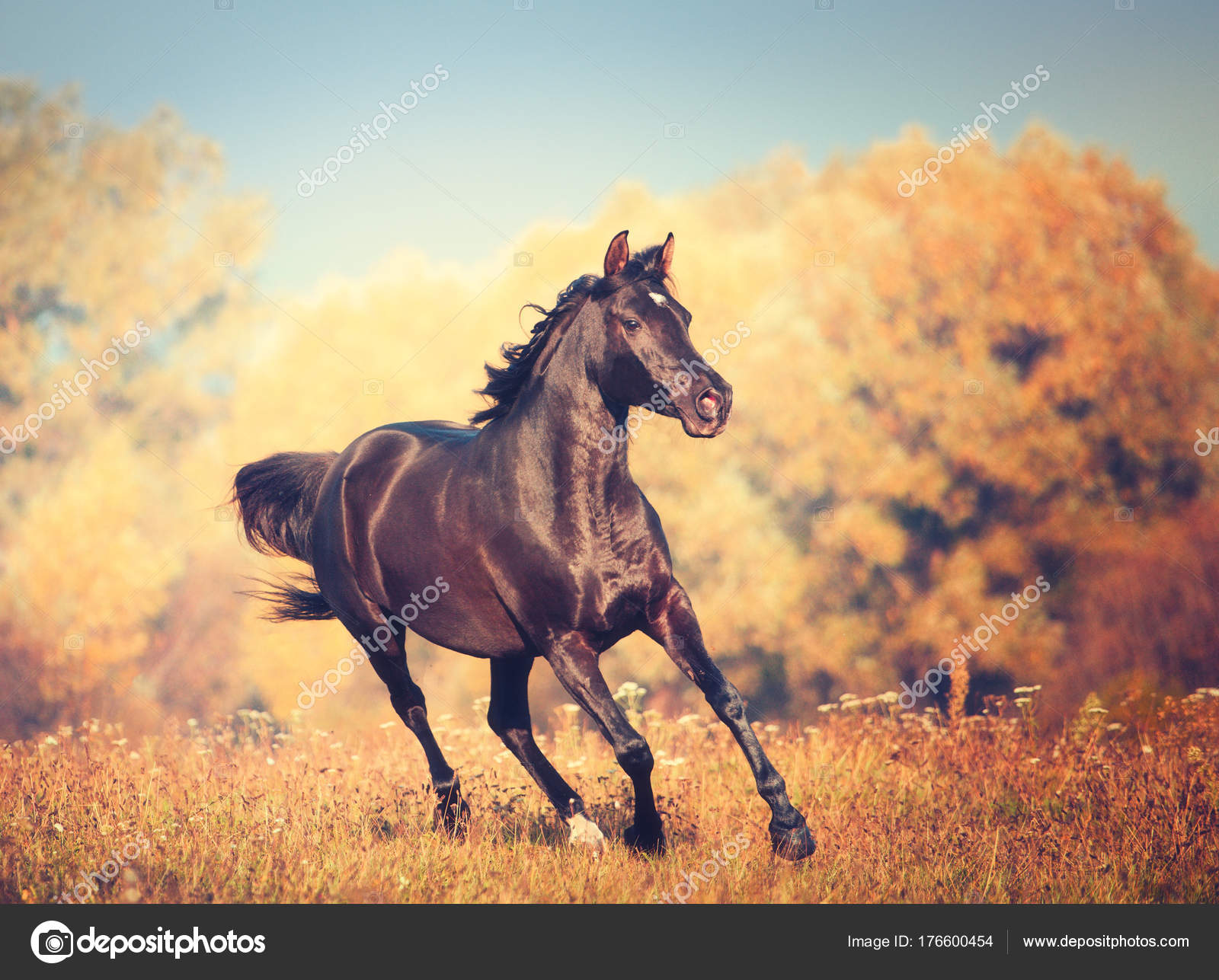 Black Arabian Horses Running