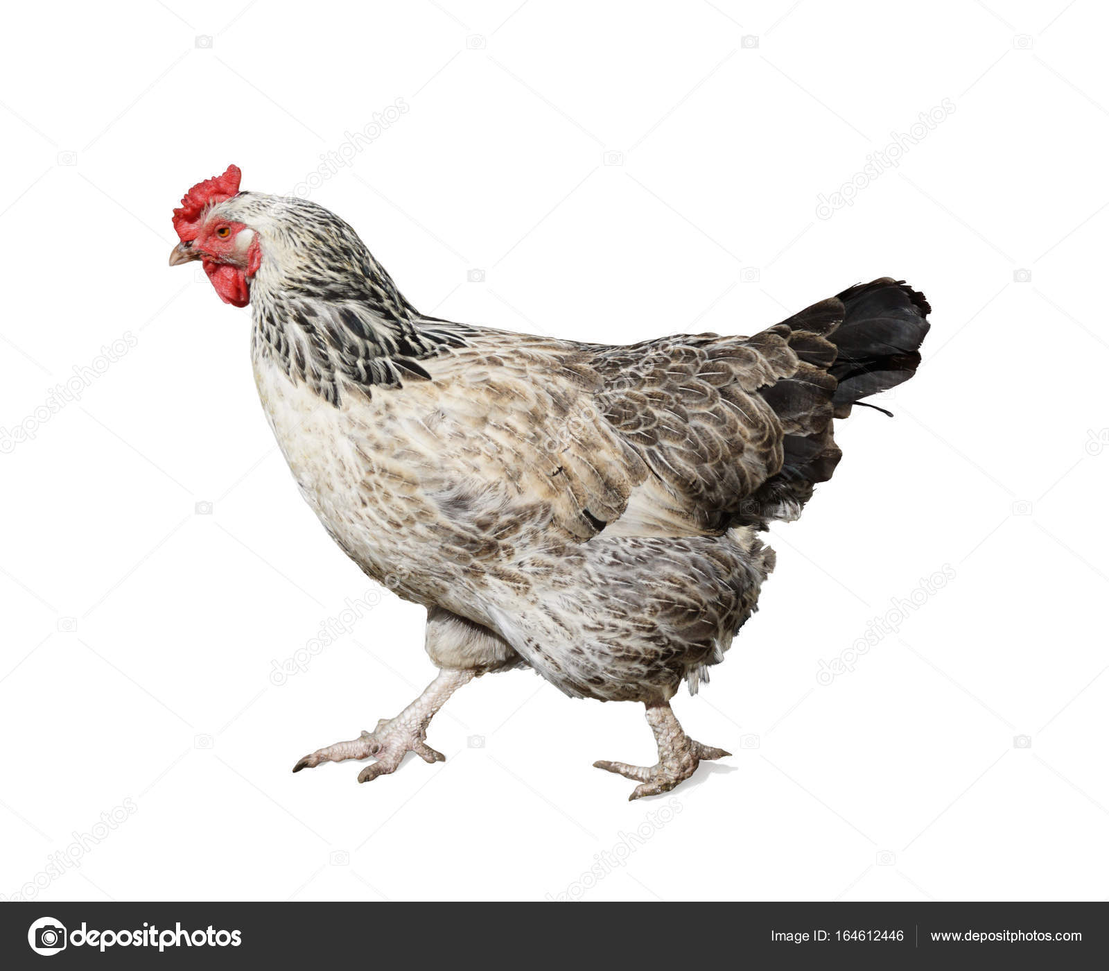 Walking colorful hen isolated Stock Photo by ©AmmaShams 164612446