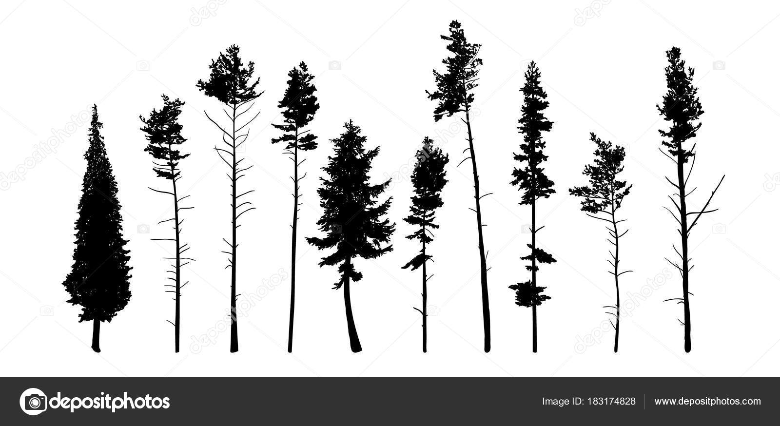 Tall Pine Tree Silhouette Pine Trees Row Of Tall Pine Trees