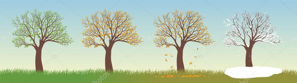 All Seasons Tree Stock Vector Image by ©pic0bird #125092734