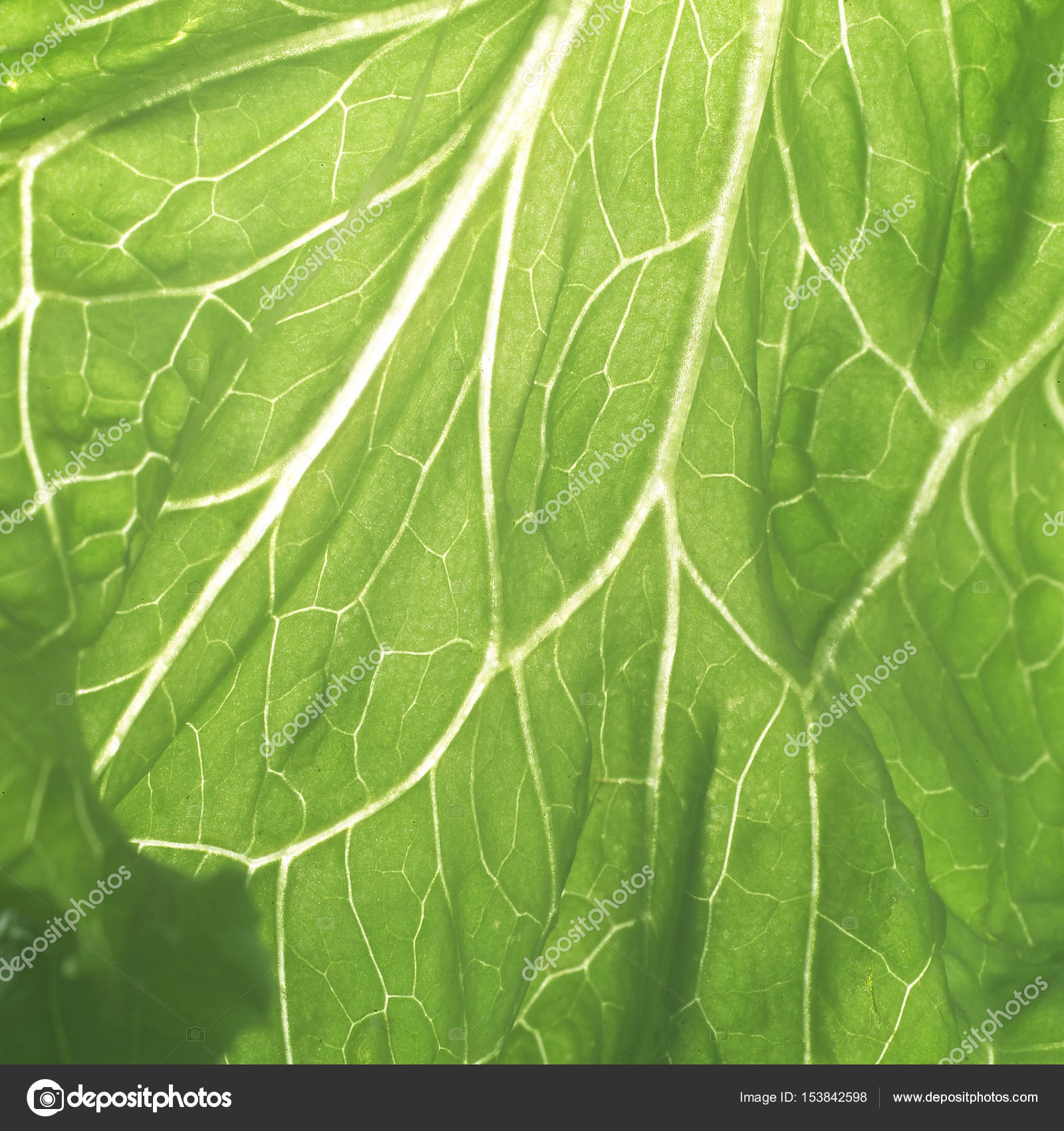 Green Cabbage Leaves