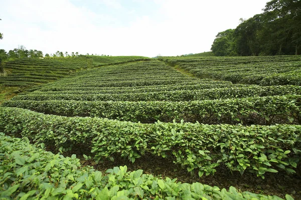 Green tea plantations - Stock Image - Everypixel