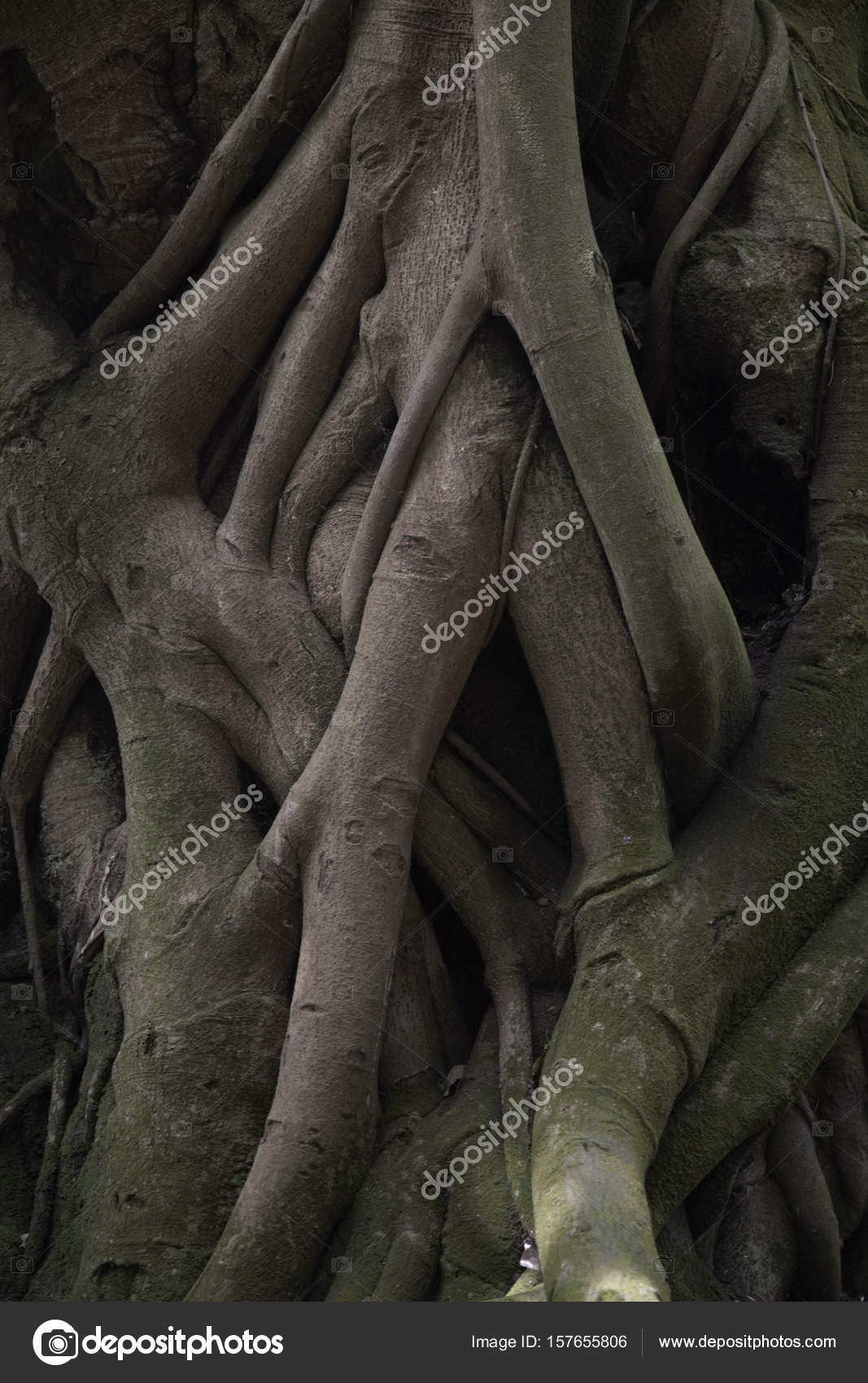 Twisted Tree Roots