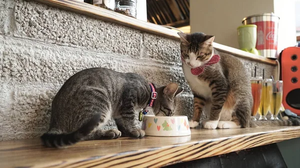 Cats eating Stock Photos, Royalty Free Cats eating Images | Depositphotos