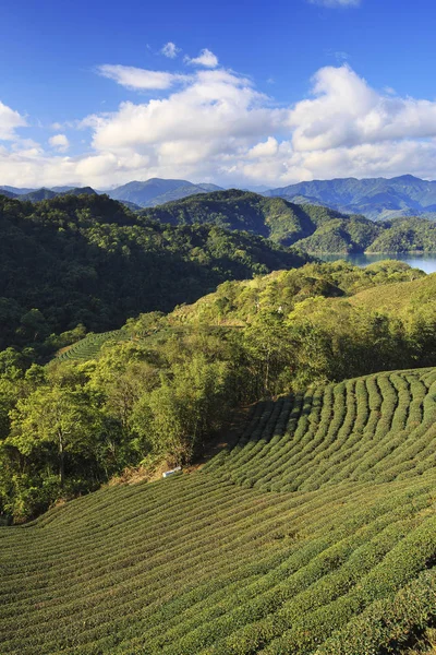 Aerial view of cherry trees and tea fields in longyan china Stockfotos ...