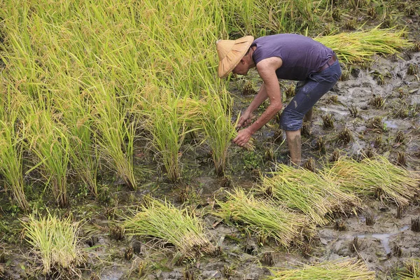 Rice harvesting Stock Photos, Royalty Free Rice harvesting Images ...