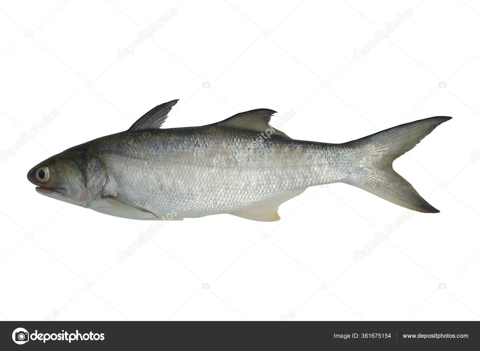 Fresh Fish White Background — Stock Photo © topphoto #361675154