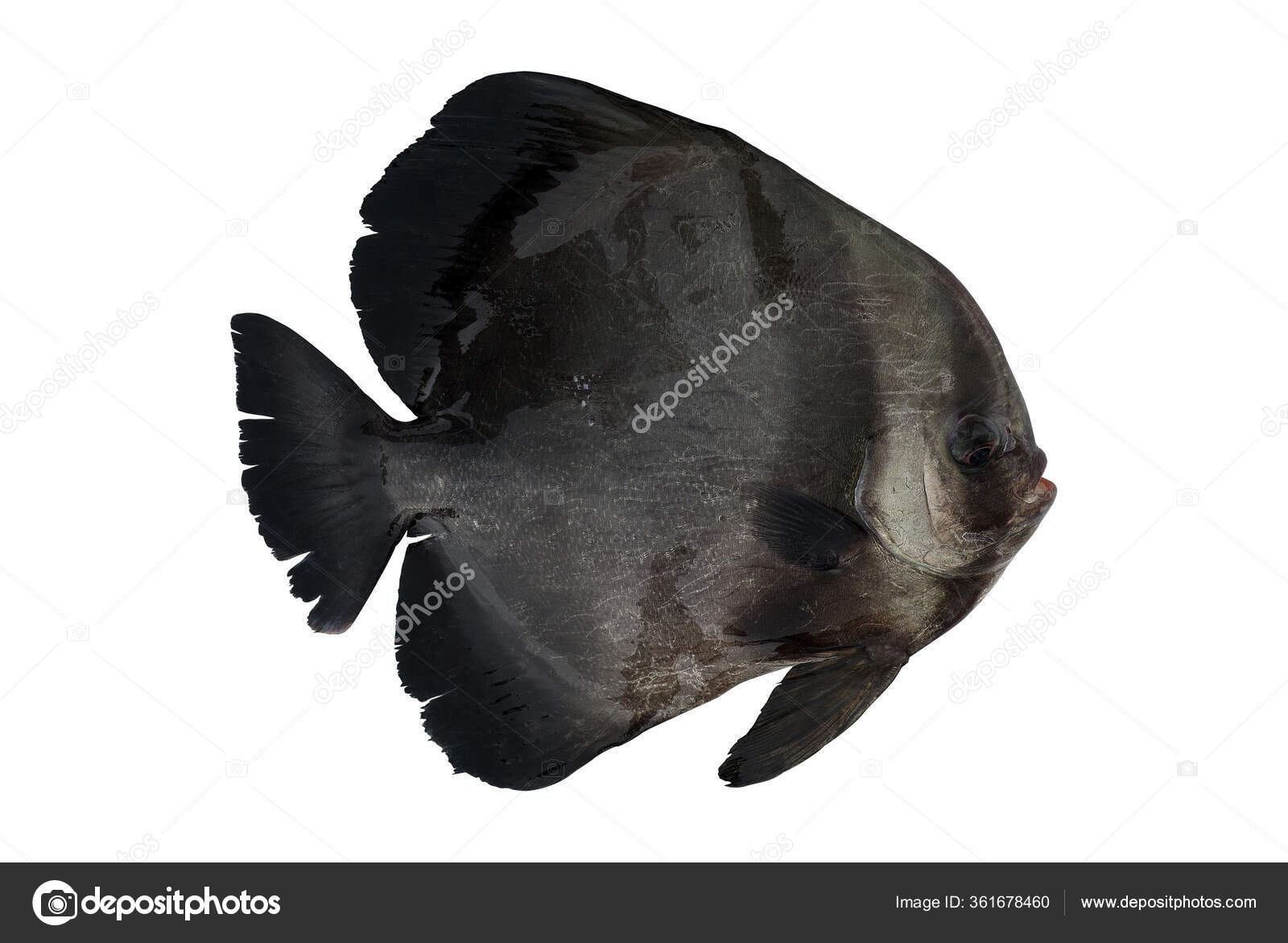 Fresh Fish White Background — Stock Photo © topphoto #361678460
