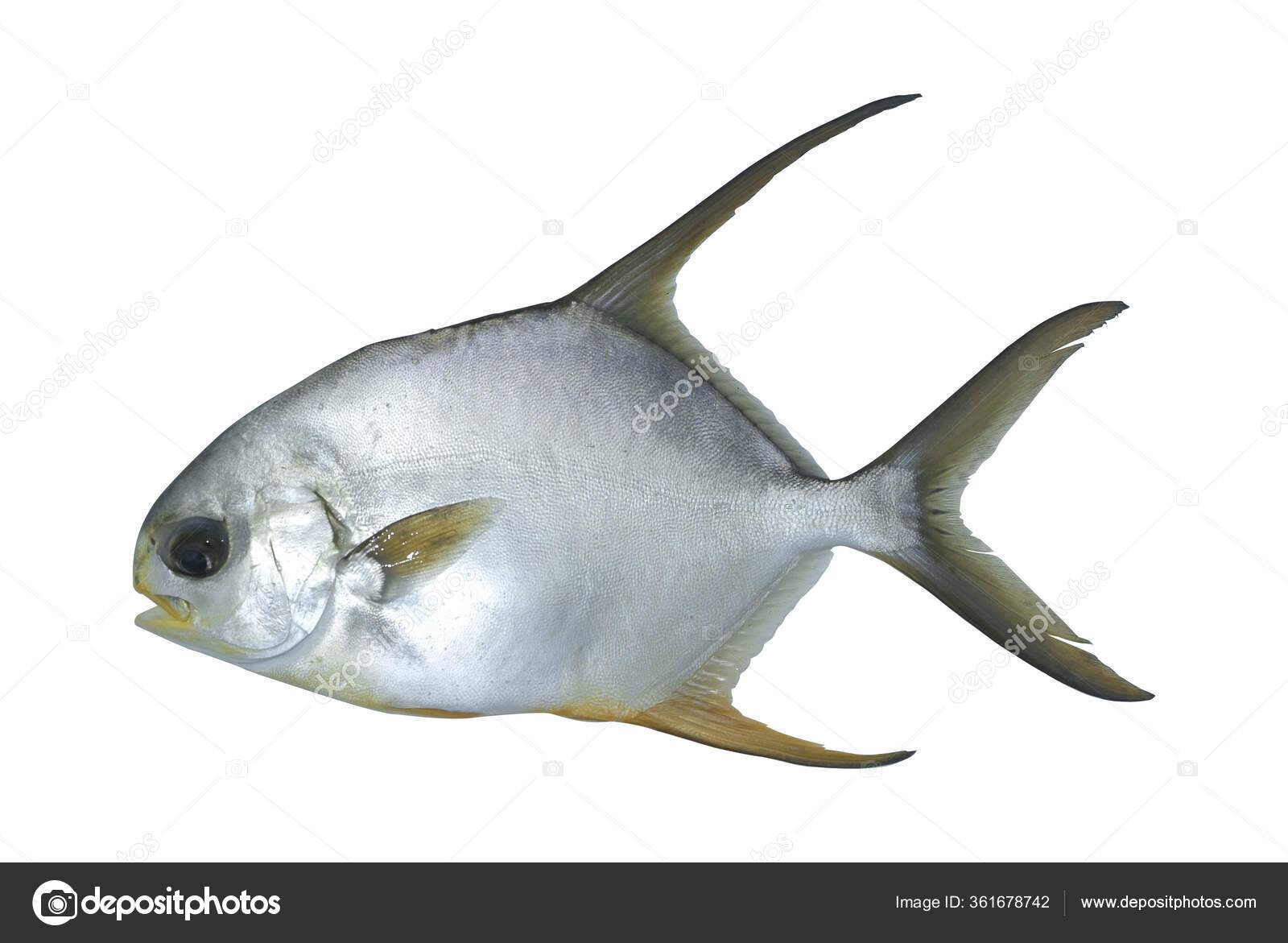 Fresh Fish White Background — Stock Photo © topphoto #361678742