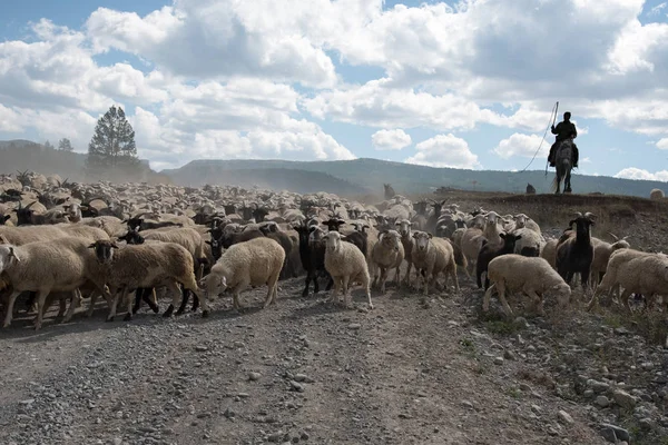 A large herd of sheep and goats goes with the shepherd on the ro ...