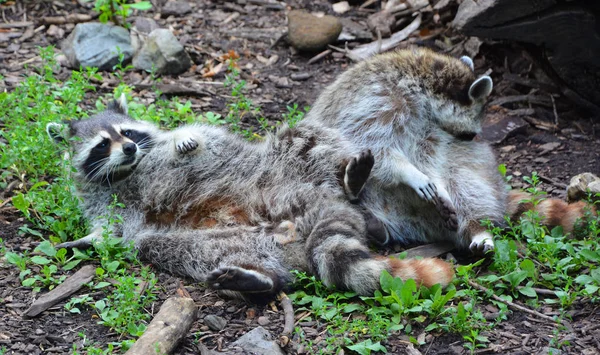 The raccoon or racoon or common, North American, northern raccoon and ...