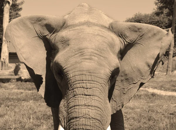 Los elefantes africanos son elefantes del género Loxodonta. El género ...