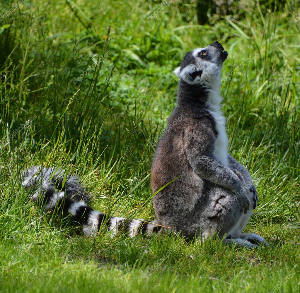 El lémur de cola anillada (Lemur catta) es un primate estrepsirrino ...