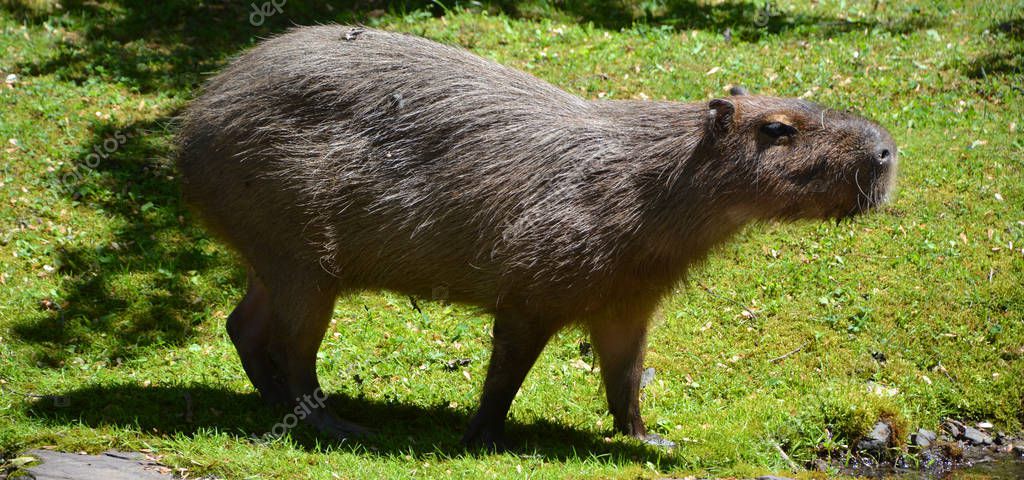 El capibara es el roedor más grande del mundo. También llamado chiguire ...