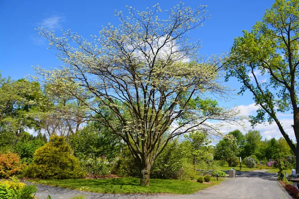 Beautiful home trees Stock Photos, Royalty Free Beautiful home trees ...