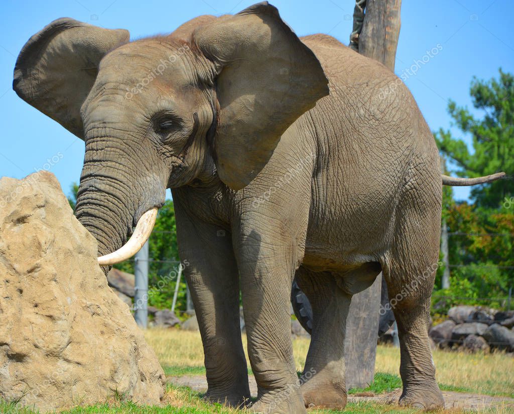 Los elefantes africanos son elefantes del género Loxodonta. El género ...