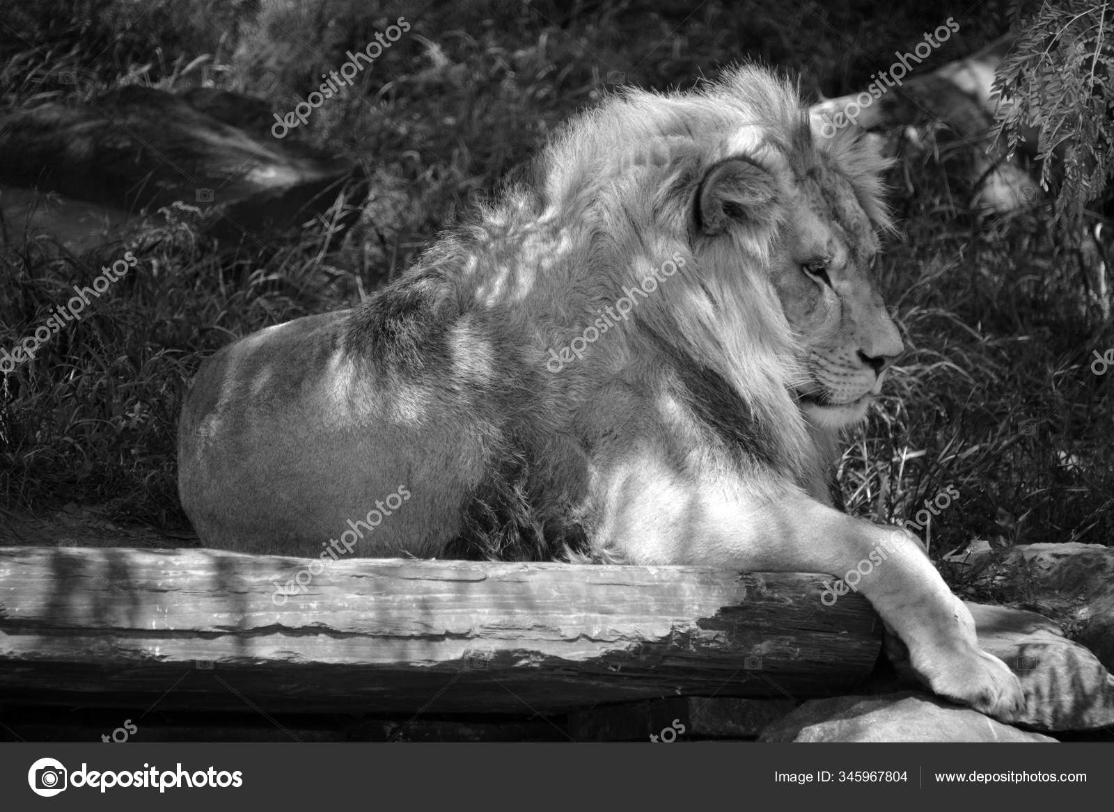 Lion Uno Los Cuatro Grandes Felinos Del Género Panthera Miembro — Foto ...