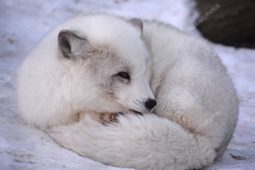 El zorro ártico (Vulpes lagopus), también conocido como zorro blanco ...