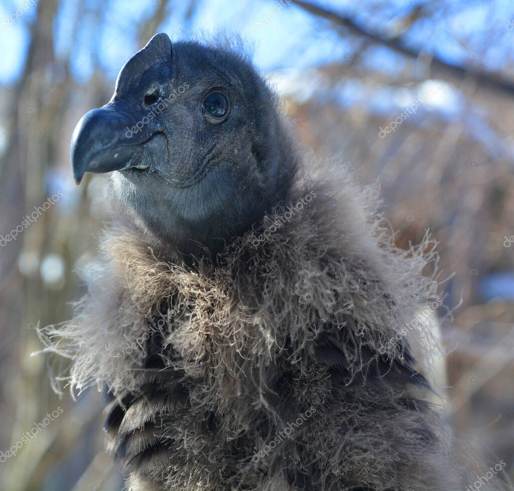El cóndor andino (Vultur gryphus) es un ave sudamericana de la familia ...