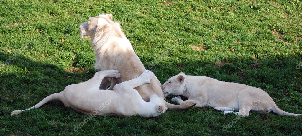 El león blanco es una mutación rara del color del león. Hasta 2009 ...