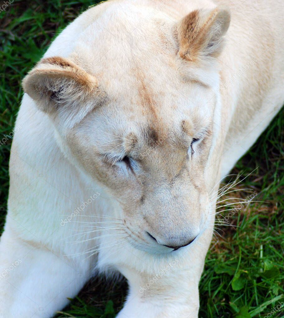 El león blanco es una mutación rara del color del león. Hasta 2009 ...