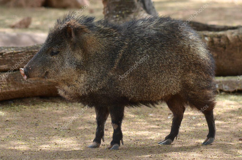 La pecuaria coloreada (Pecari tajacu) es una especie de mamífero en la ...