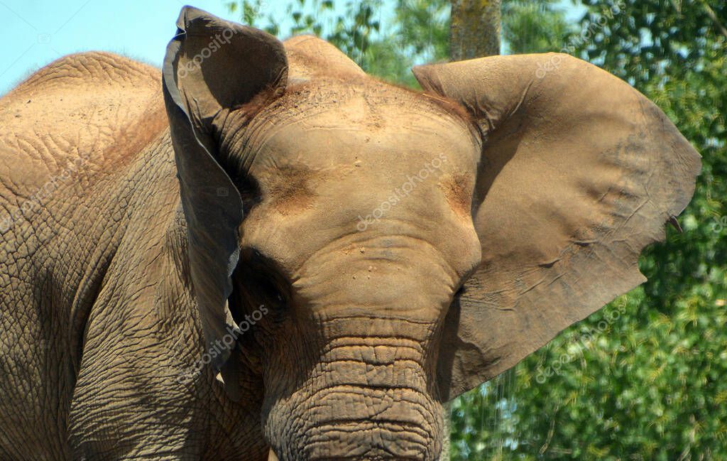 Los elefantes africanos son elefantes del género Loxodonta. El género ...