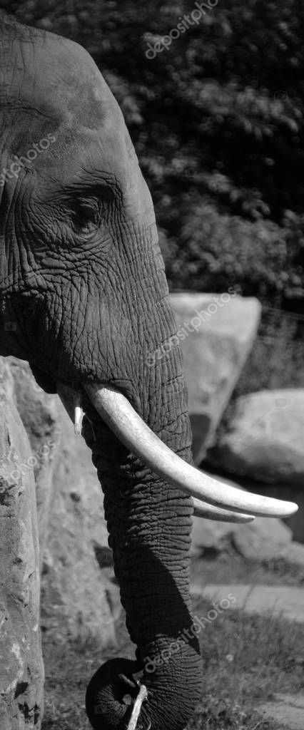 Los elefantes africanos son elefantes del género Loxodonta. El género ...