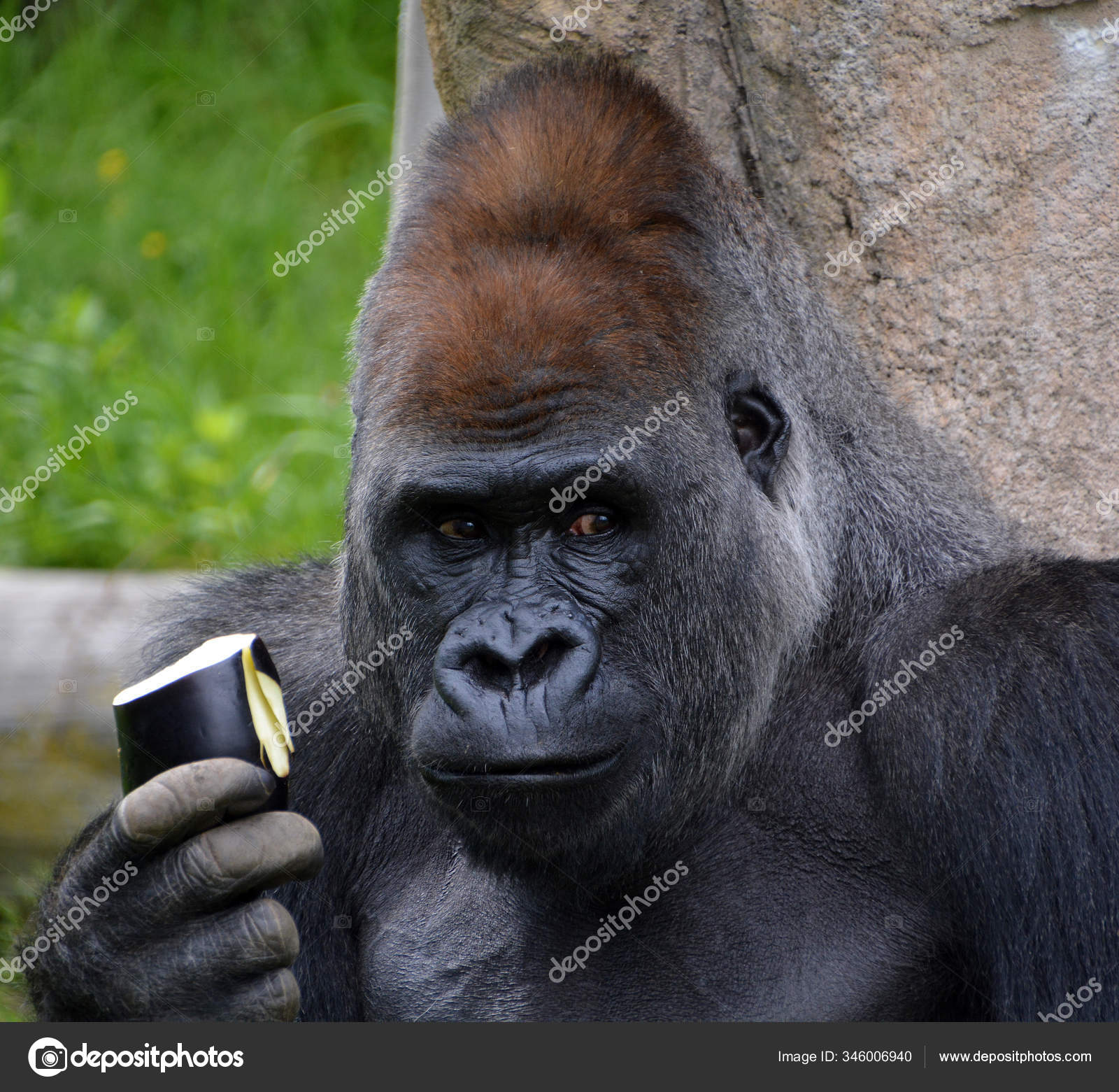 Gorillas Largest Extant Species Primates Ground Dwelling Predominantly ...