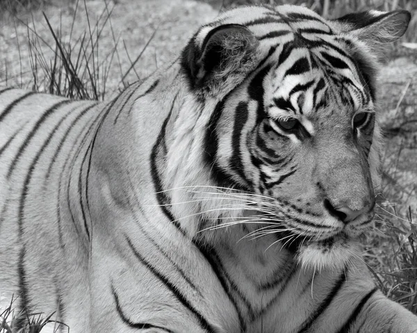 Tigris rajz Stock Photos, Royalty Free Tigris rajz Images | Depositphotos