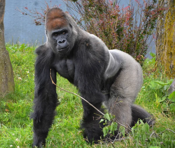 Goryl fotografie, zdjęcia stockowe, Goryl obrazy bez tantiem