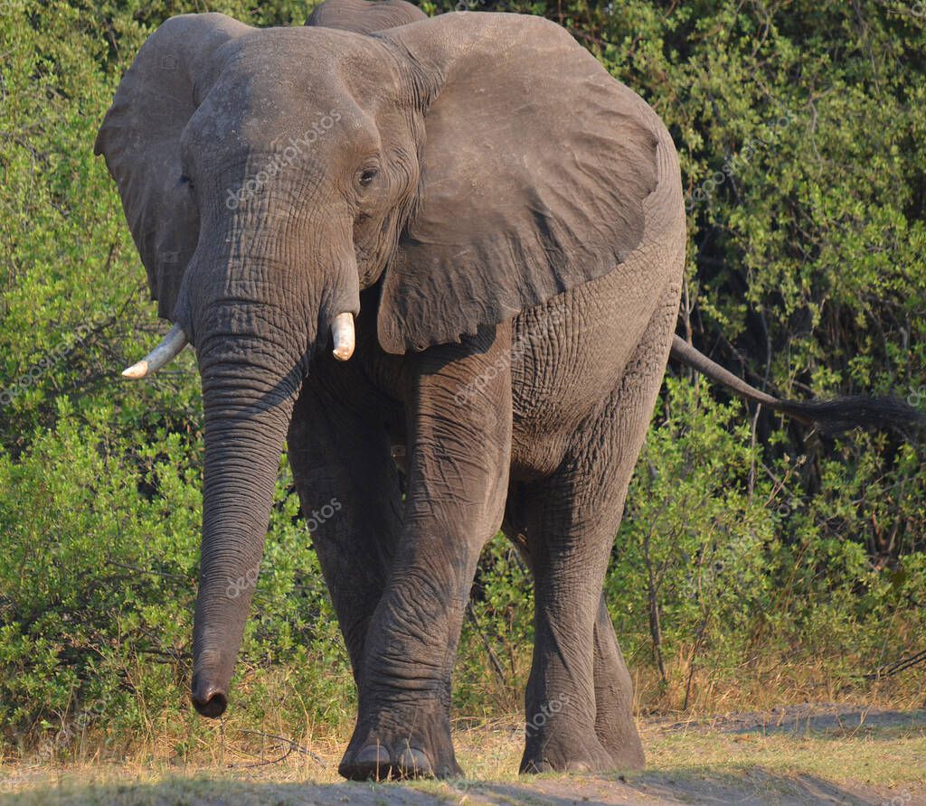 Los elefantes son grandes mamíferos de la familia Elephantidae y del ...