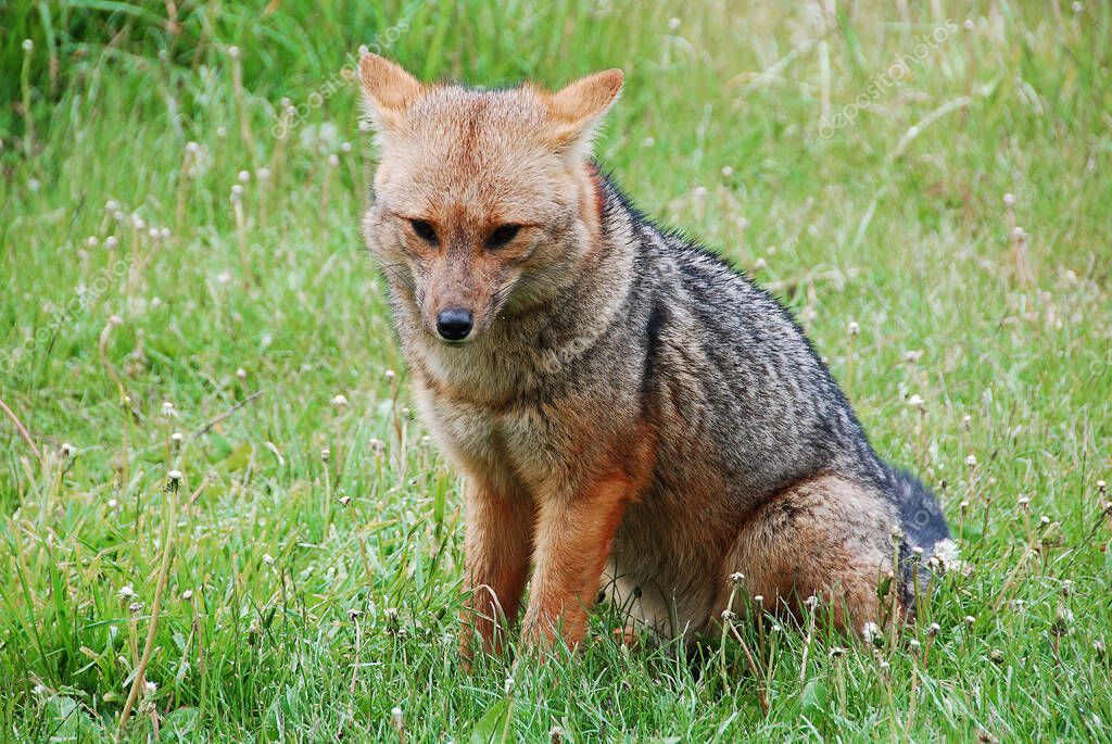 El culpeo (Lycalopex culpaeus), a veces conocido como el zorro culpeo o ...