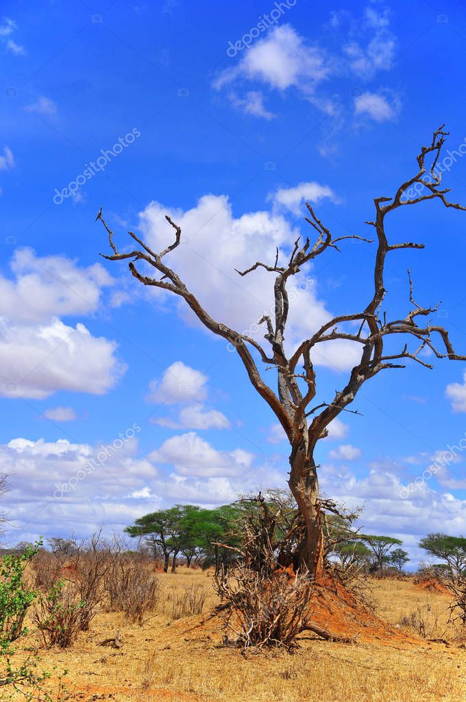 Baobab o boab, boaboa, árbol de botella, árbol al revés y árbol de pan ...