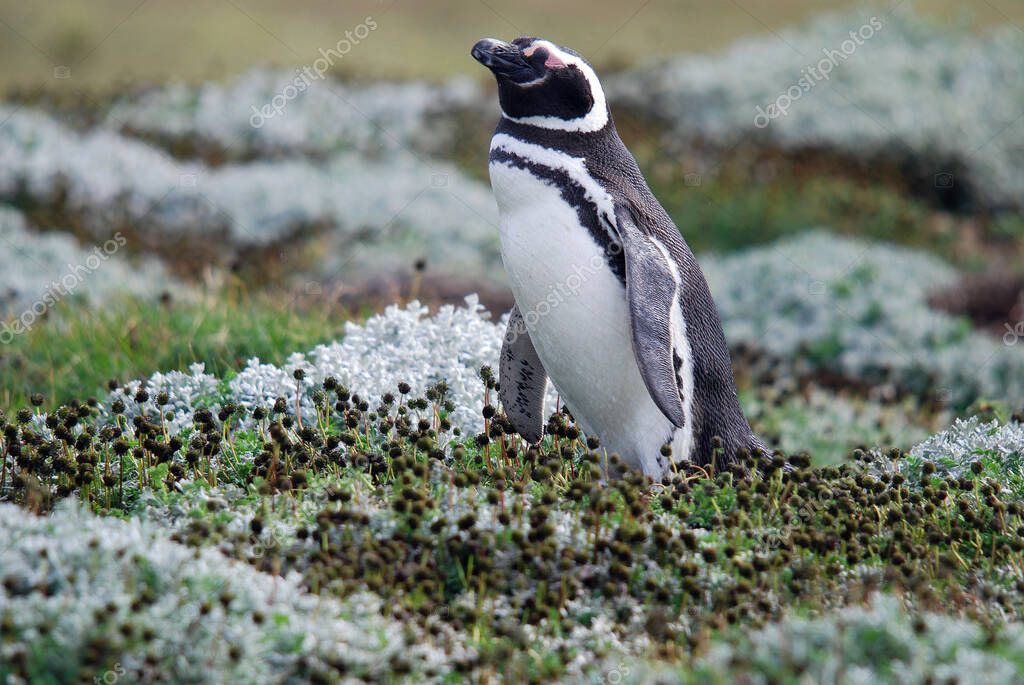 Los ping inos de Magallanes (orden Sphenisciformes, familia ...
