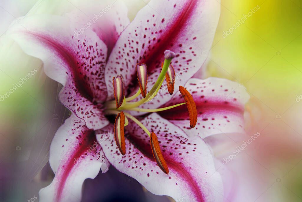 Lilium es un género de plantas herbáceas con flores que crecen a partir ...