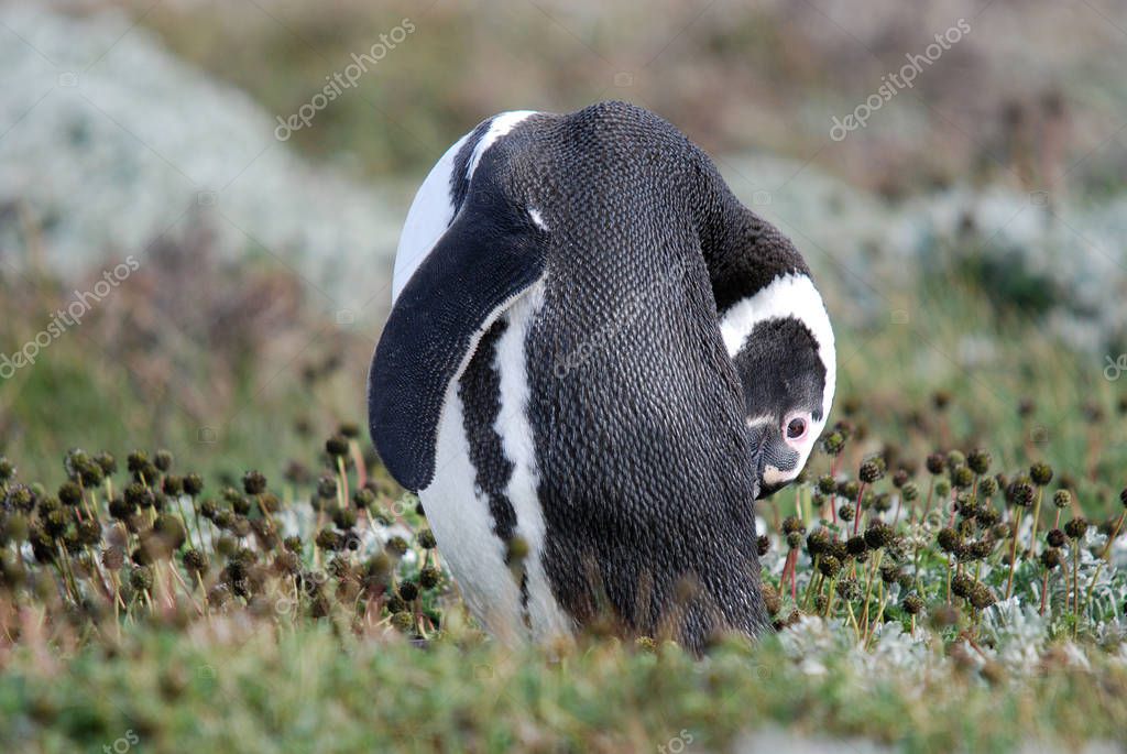 El Pingüino Humboldt también llamado Pingüino Peruano, o Patranca) es ...