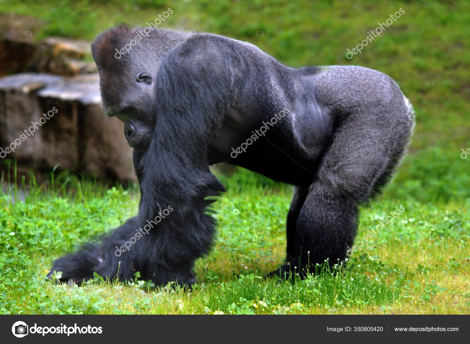 Gorillas Largest Extant Species Primates Ground Dwelling Predominantly ...