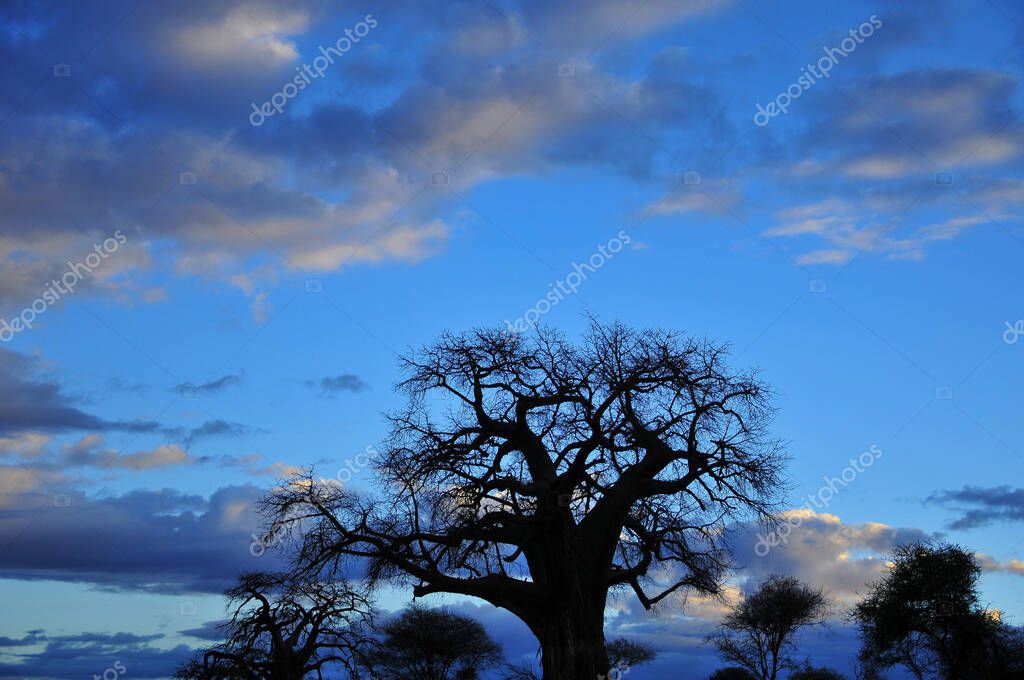 Baobab o boab, boaboa, árbol de botella, árbol al revés y árbol de pan ...