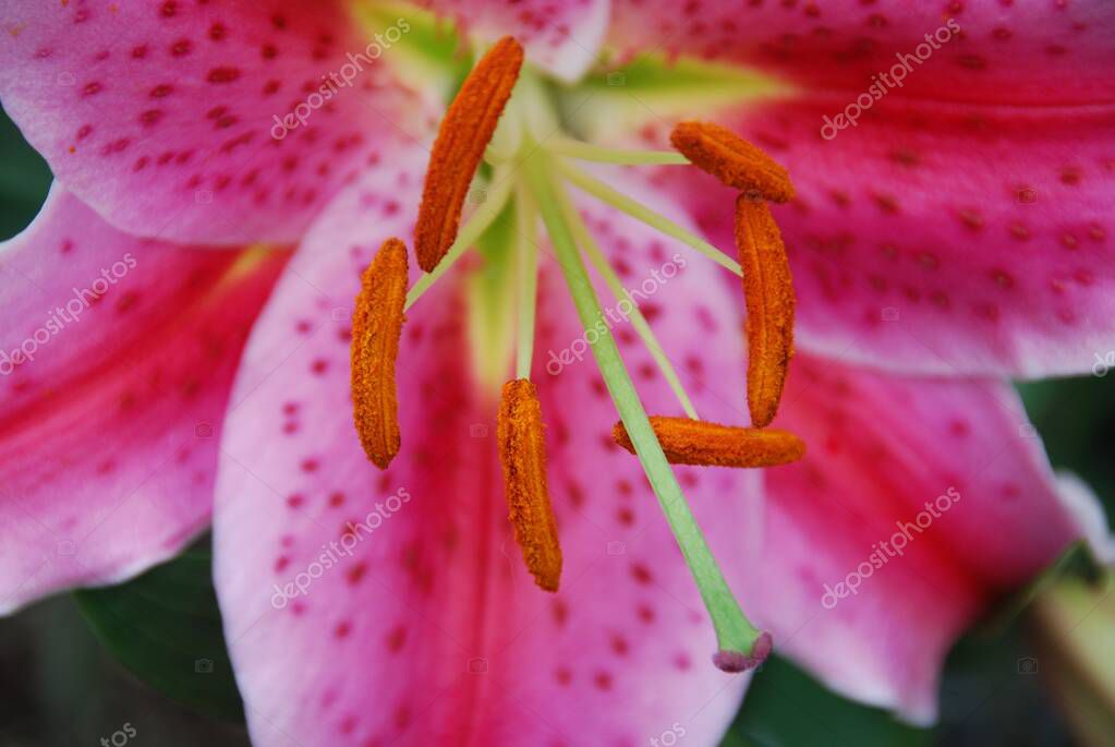 Lilium es un género de plantas herbáceas con flores que crecen a partir ...