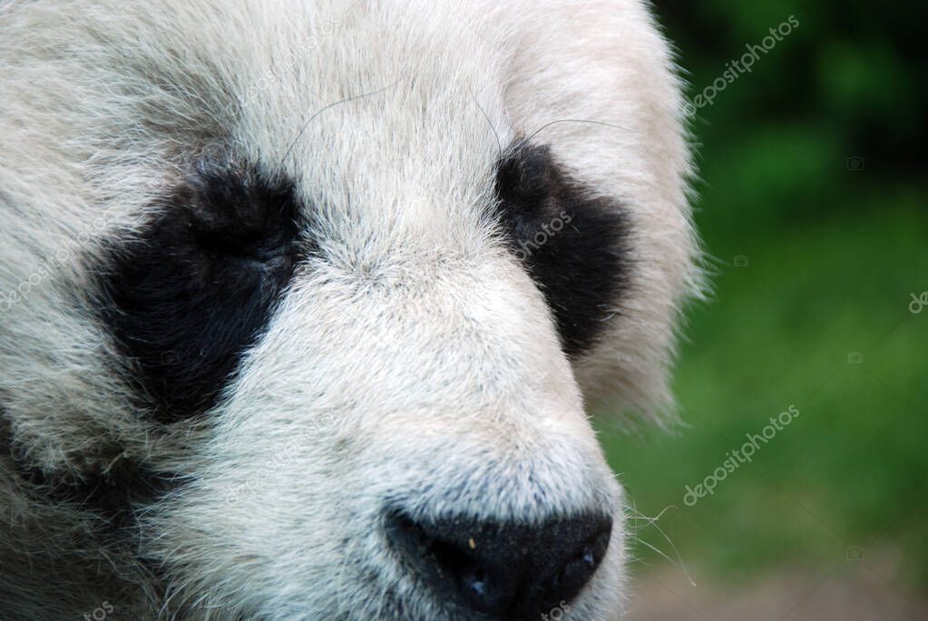 El panda gigante Ailuropoda melanoleuca, literalmente "pie de gato ...