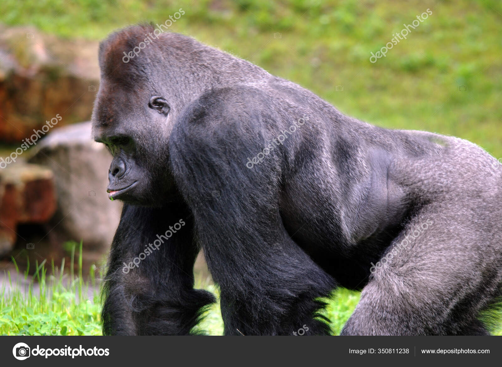 Gorillas Largest Extant Species Primates Ground Dwelling Predominantly ...