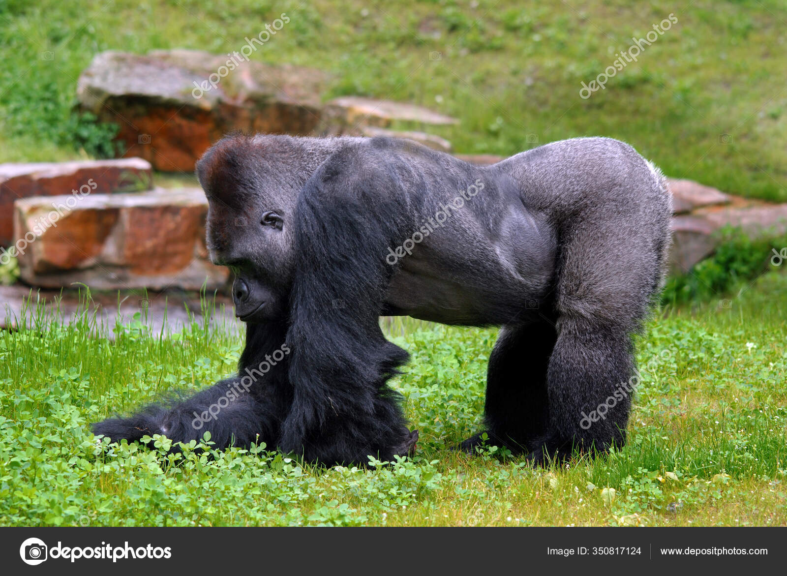 Gorillas Largest Extant Species Primates Ground Dwelling Predominantly ...