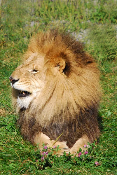 Male Lion Sitting Up