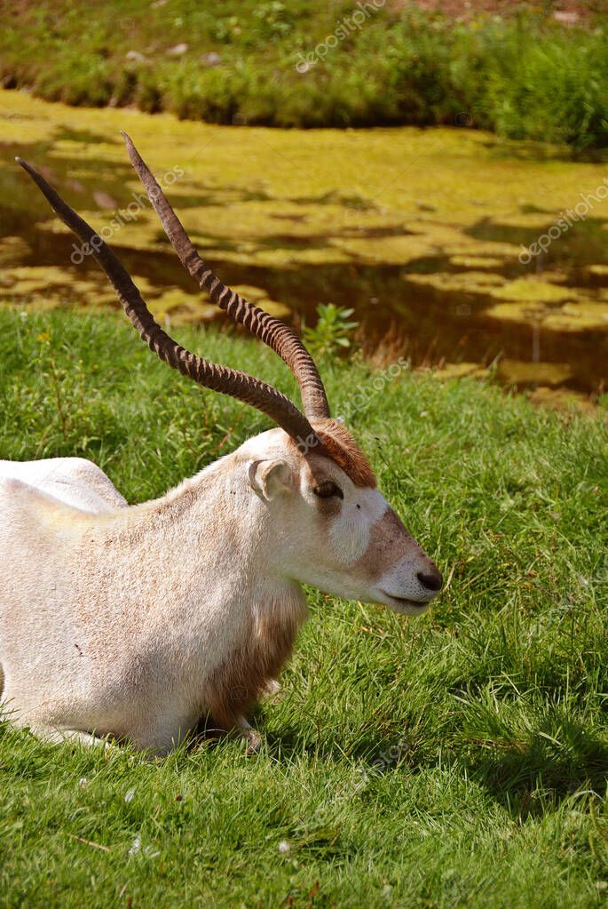 Addax (Addax nasomaculatus), también conocido como el antílope blanco y ...