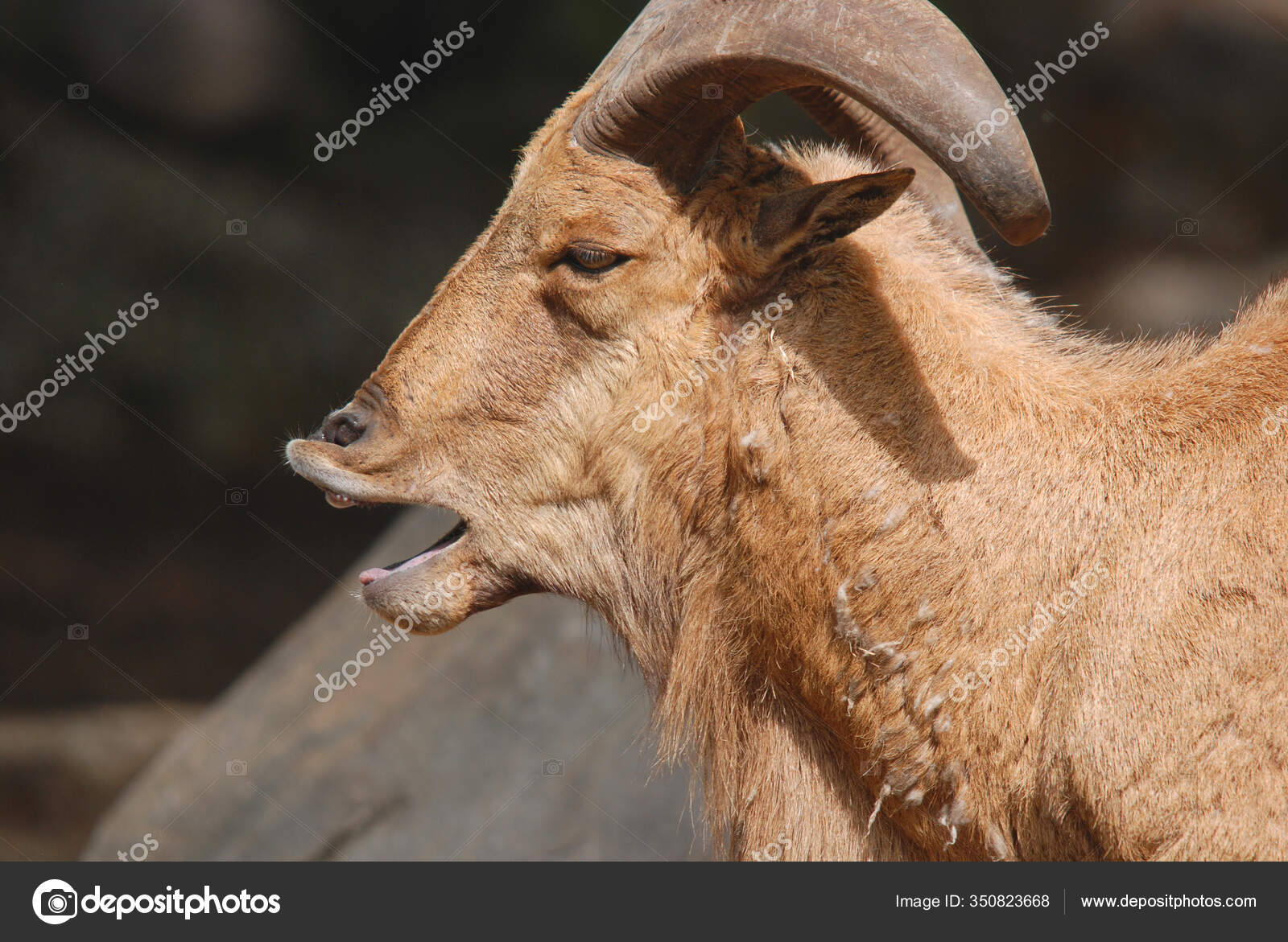 Wild Goats Capra Aegagrus Animals Mountain Habitats Very Agile Hardy ...