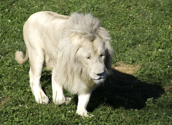 White male lion Stock Photos, Royalty Free White male lion Images ...
