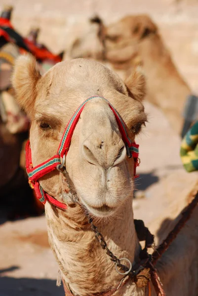 Camel guide Stock Photos, Royalty Free Camel guide Images | Depositphotos